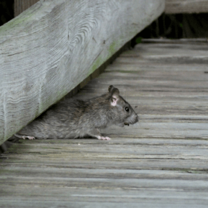 Insecte rampant maison : comment identifier un insecte rampant ...