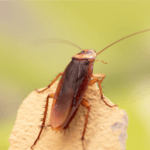 Insecte rampant maison : comment identifier un insecte rampant ...